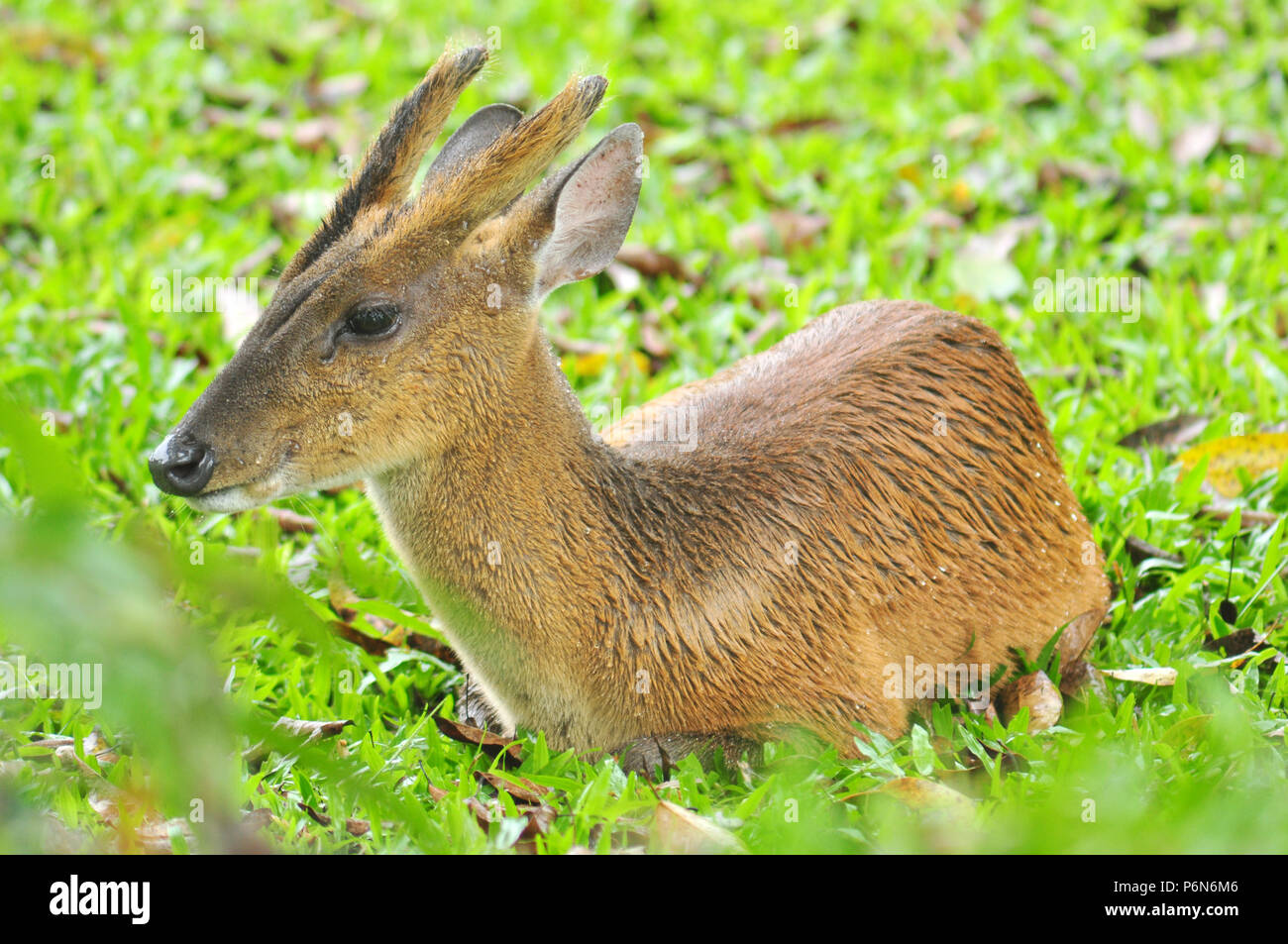 Barking deer tail hi-res stock photography and images - Alamy