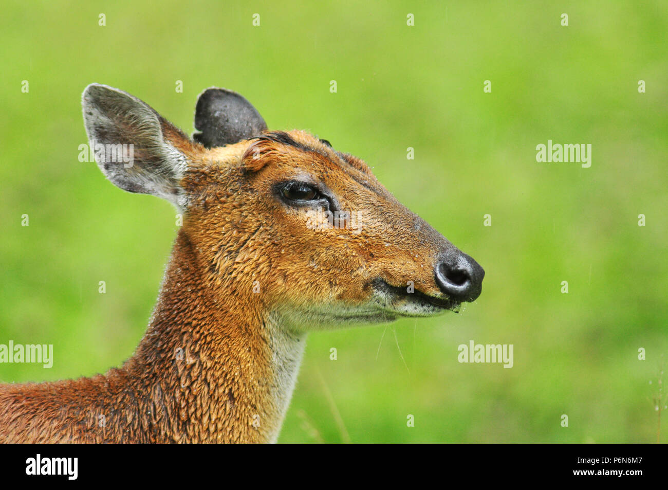 Barking deer tail hi-res stock photography and images - Alamy