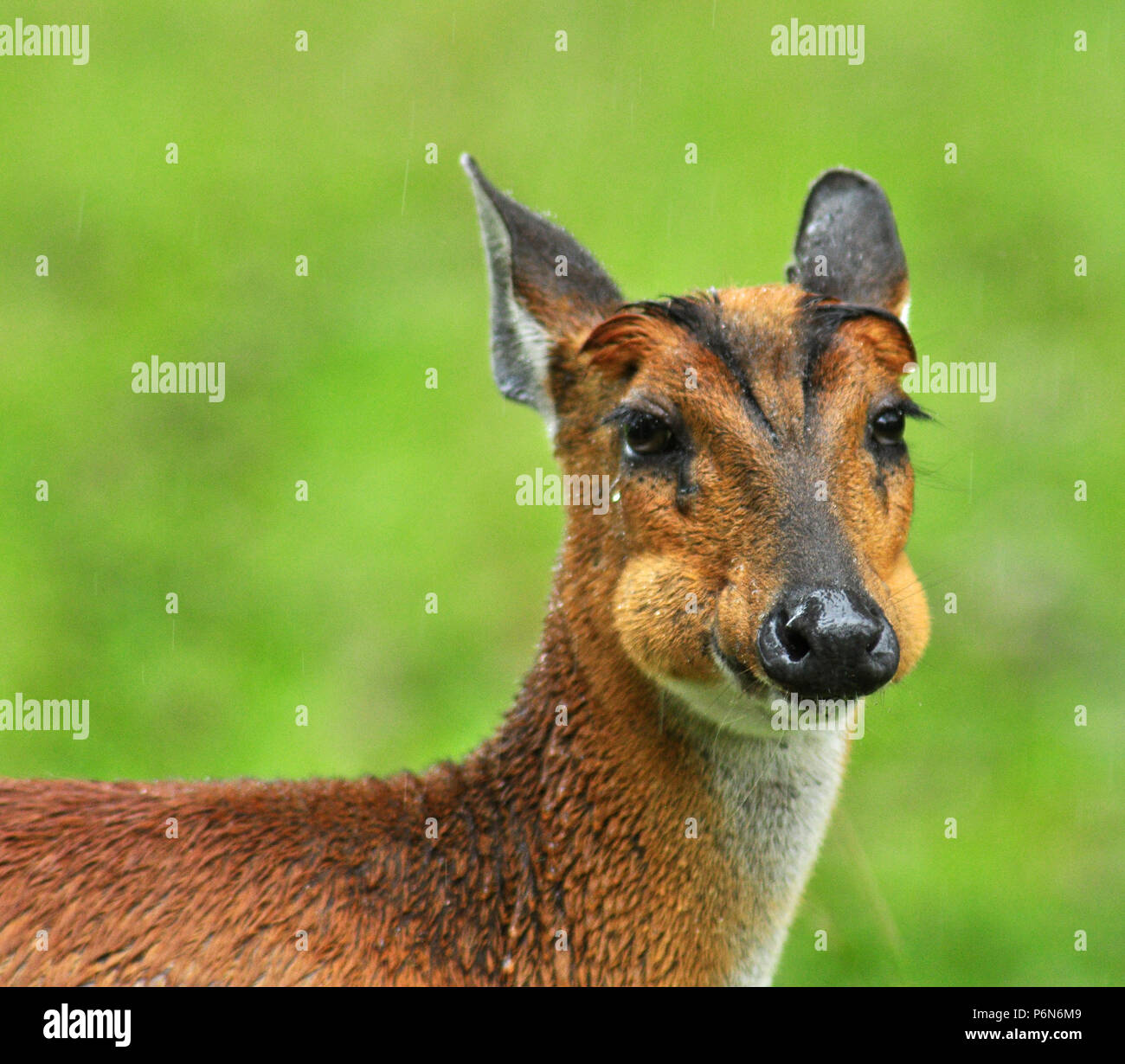 Barking deer tail hi-res stock photography and images - Alamy