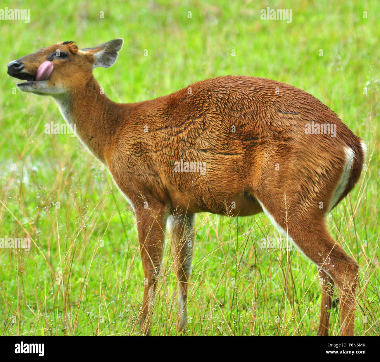 Barking deer tail hi-res stock photography and images - Alamy