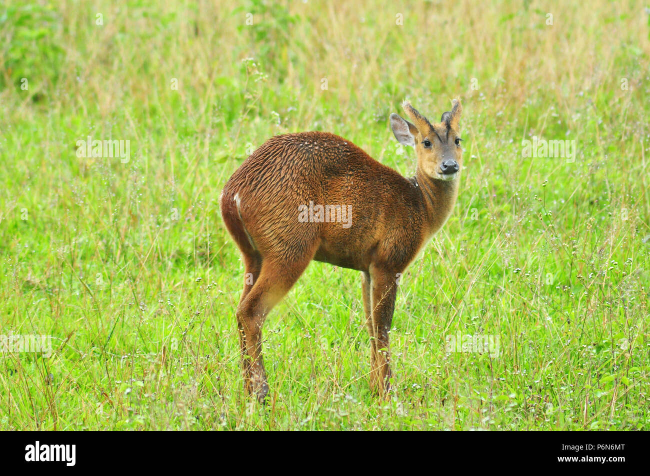Barking flower hi-res stock photography and images - Alamy