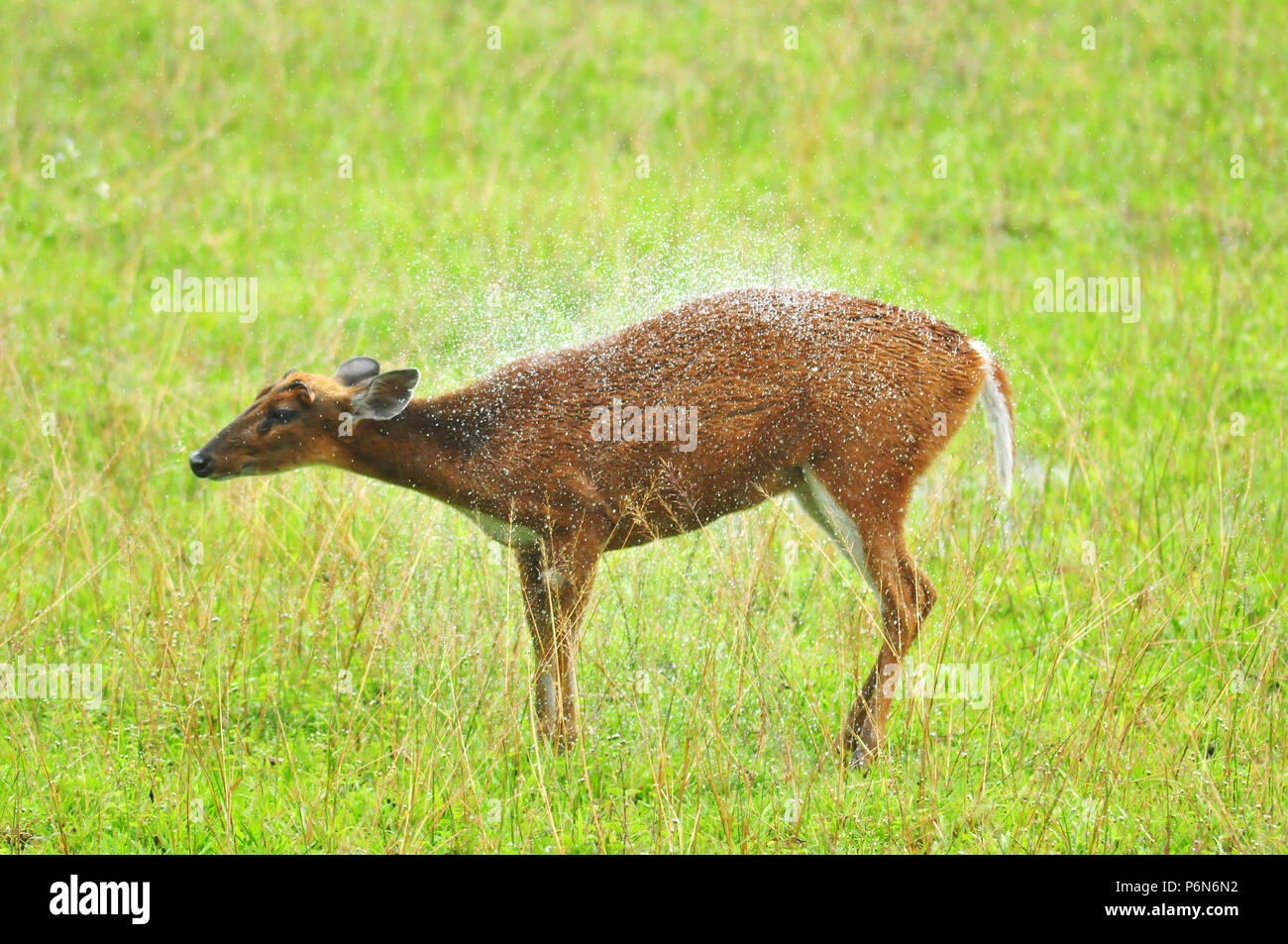 Barking deer tail hi-res stock photography and images - Alamy