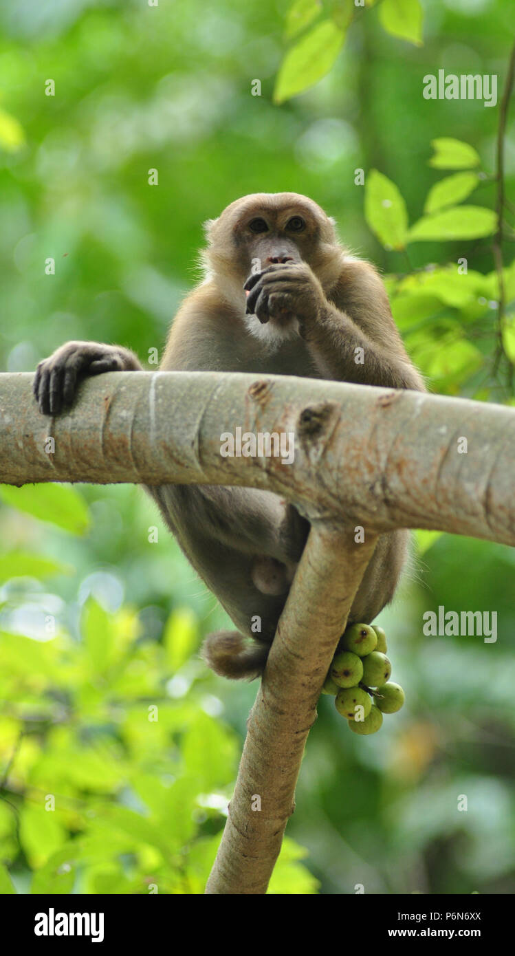 behaviors of monkey in the nature, wild macaques Stock Photo - Alamy