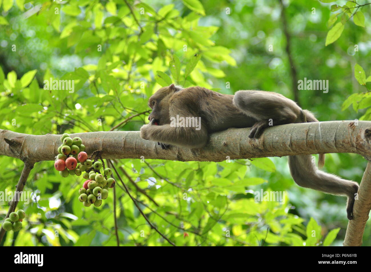 behaviors of monkey in the nature, wild macaques Stock Photo - Alamy