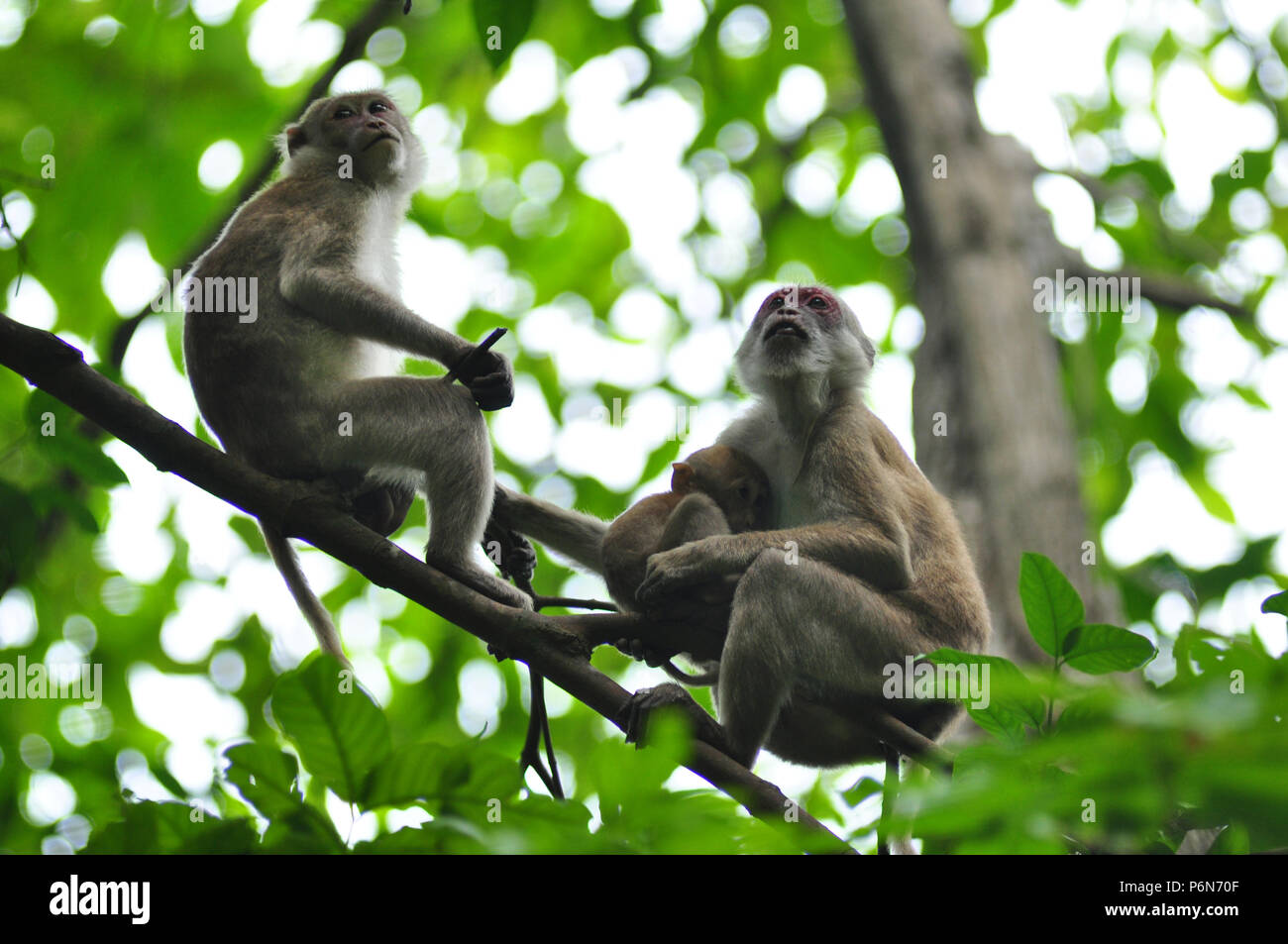 behaviors of monkey in the nature, wild macaques Stock Photo - Alamy