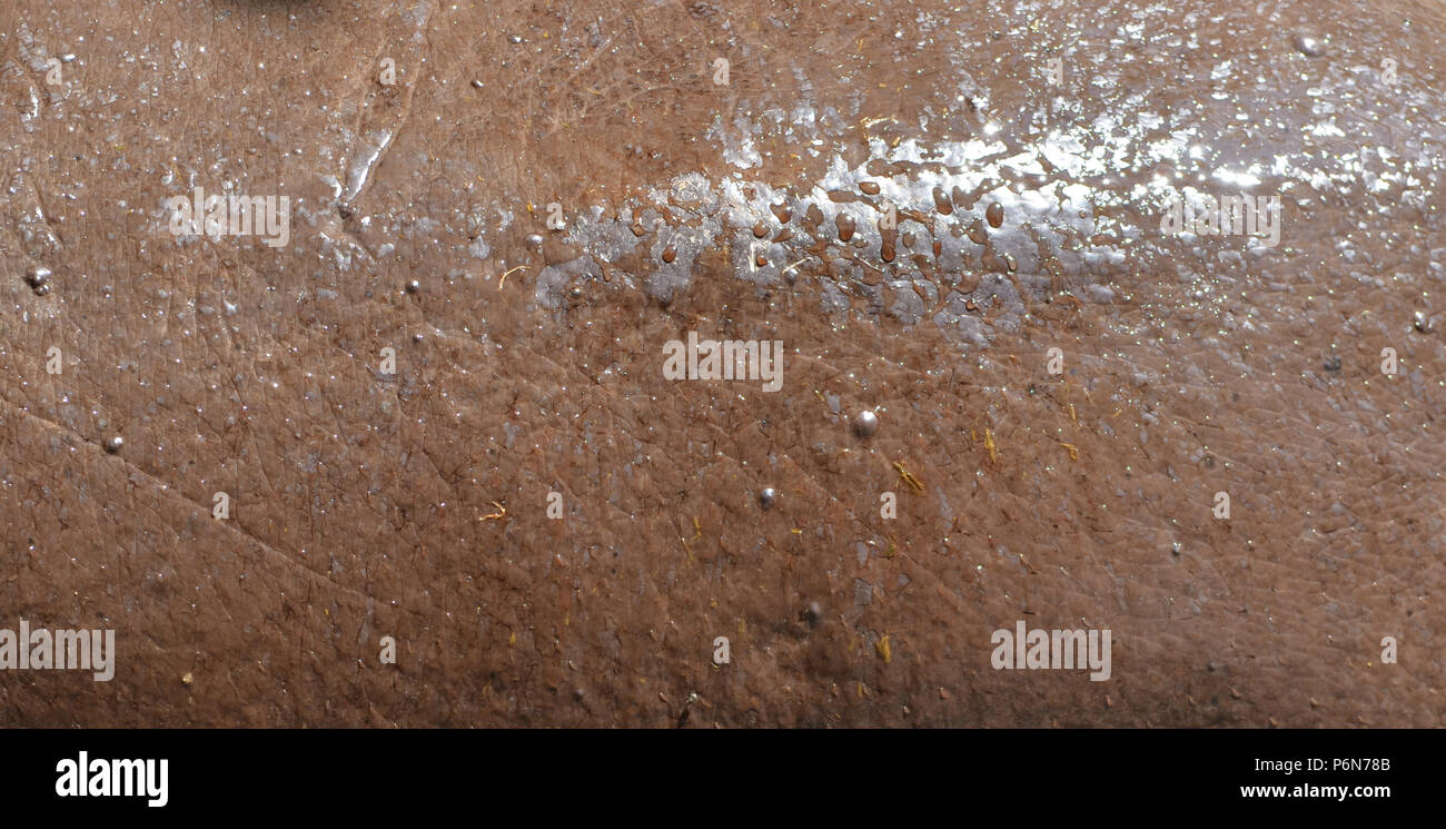 skin texture of hippopotamus. On the bright midday sun hippopotamus in ...