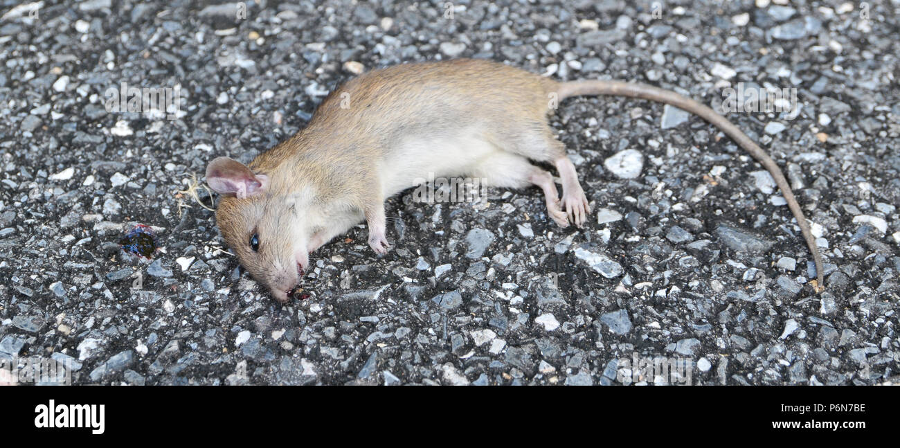 Mouse that has died on the road Stock Photo - Alamy