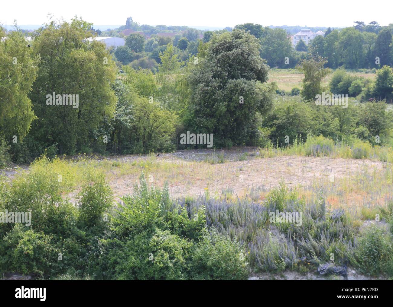 Fern and grass hi-res stock photography and images - Alamy