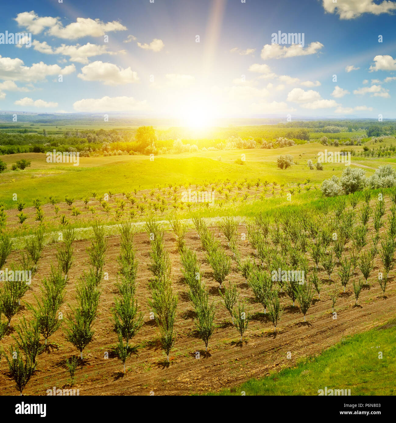 Garden fruit trees hi-res stock photography and images - Alamy