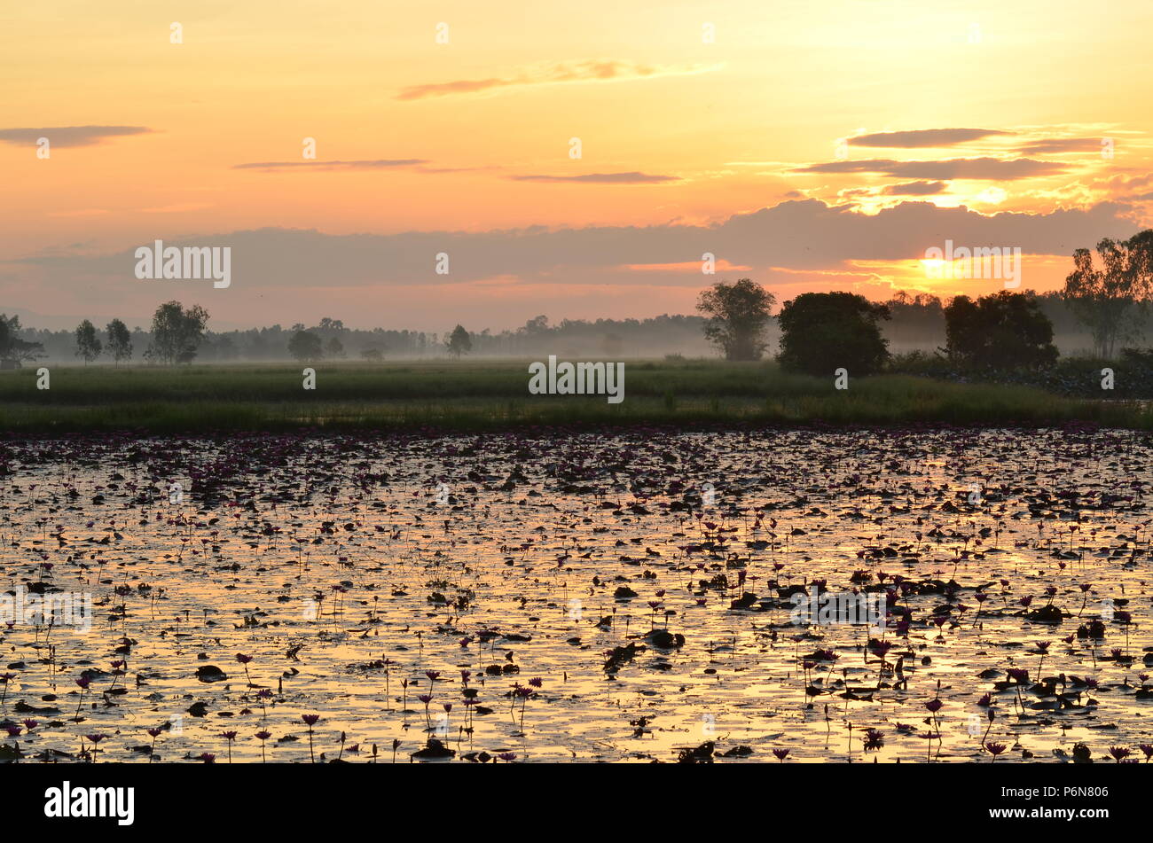 Early summer morning sun hits Stock Photo - Alamy