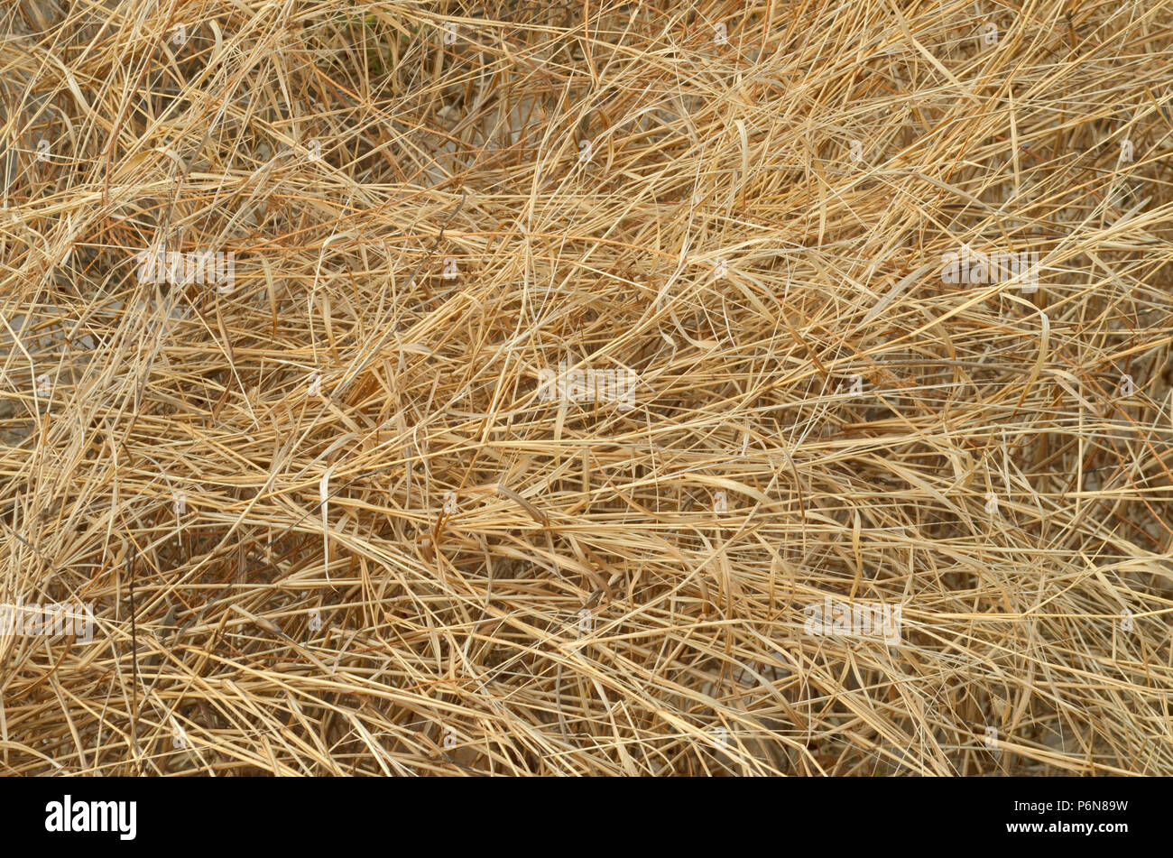 details of dry grass Stock Photo - Alamy