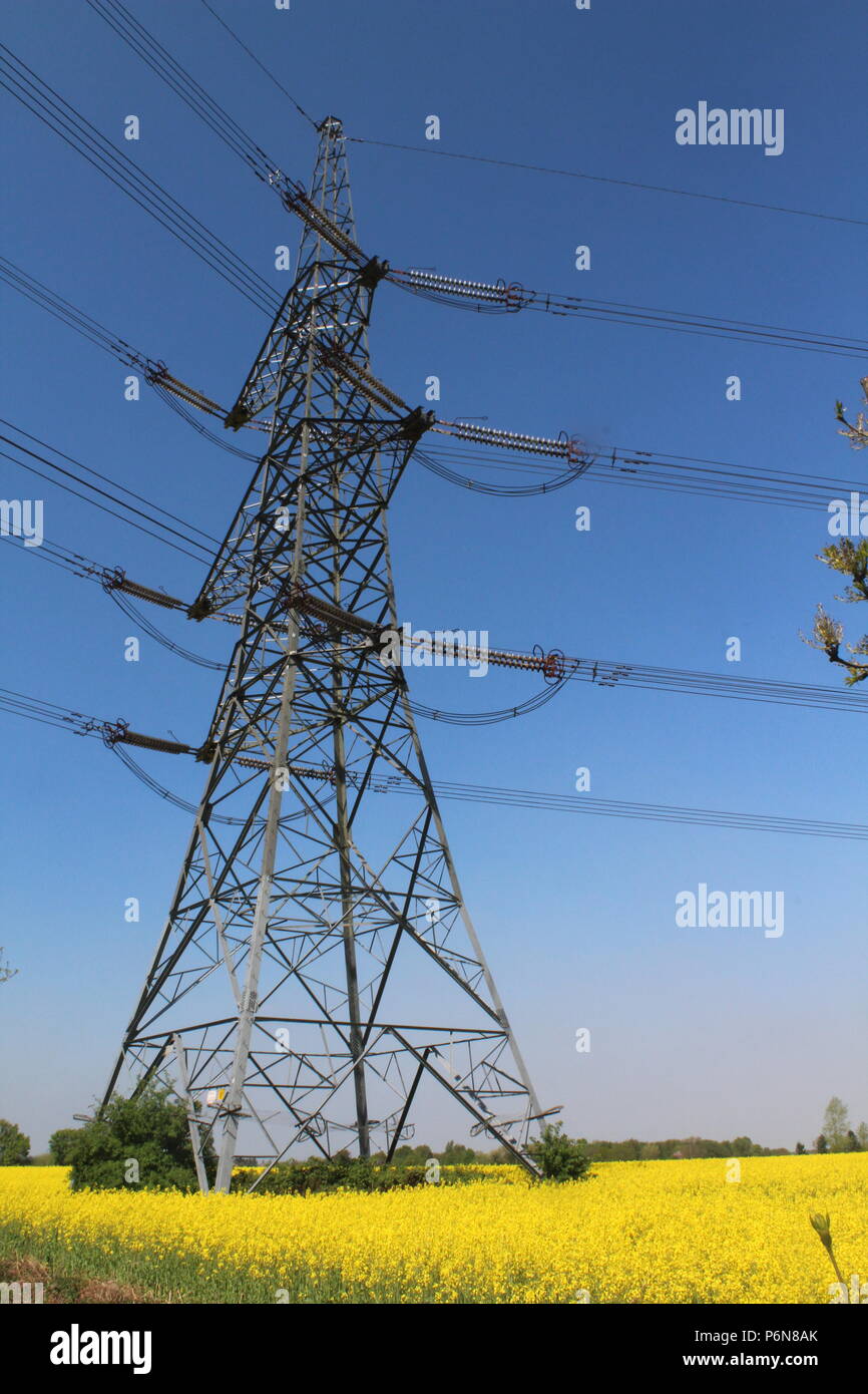 Yellow rapeseed oil field with electricity pylons in the Yorkshire ...