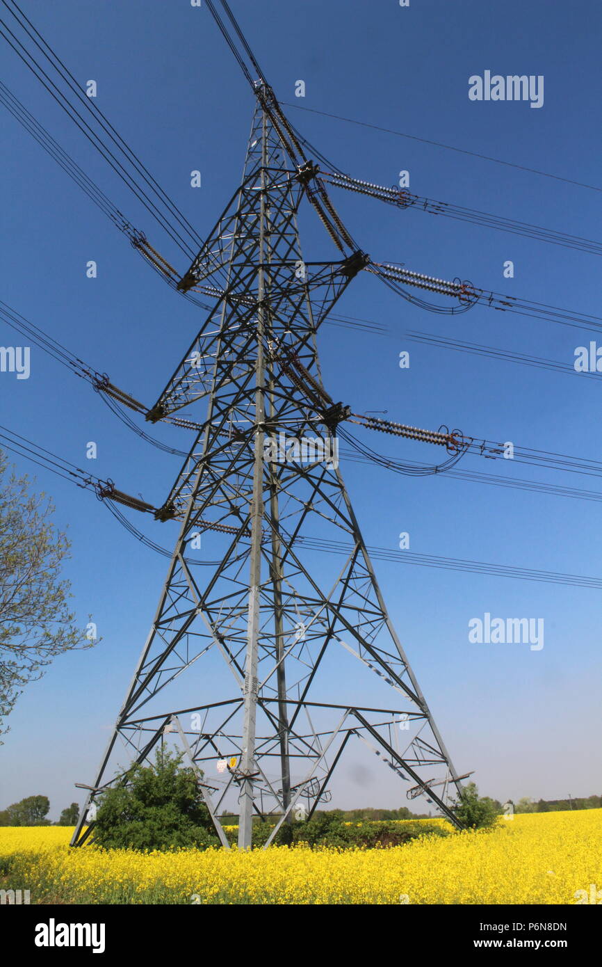 Yellow rapeseed oil field with electricity pylons in the Yorkshire ...