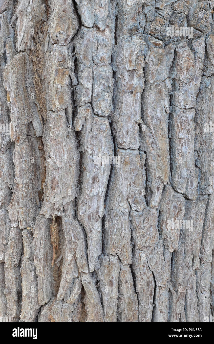 Bark of the oak tree as textured background Stock Photo - Alamy