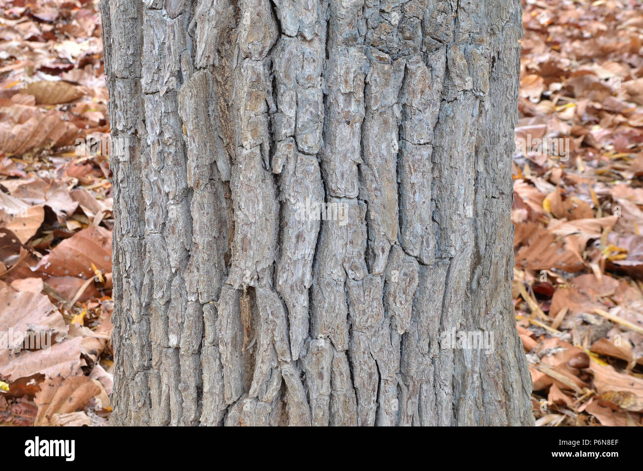 Big dry dead tree hi-res stock photography and images - Alamy