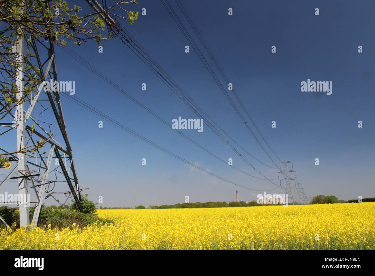 Yellow rapeseed oil field with electricity pylons and power station in ...