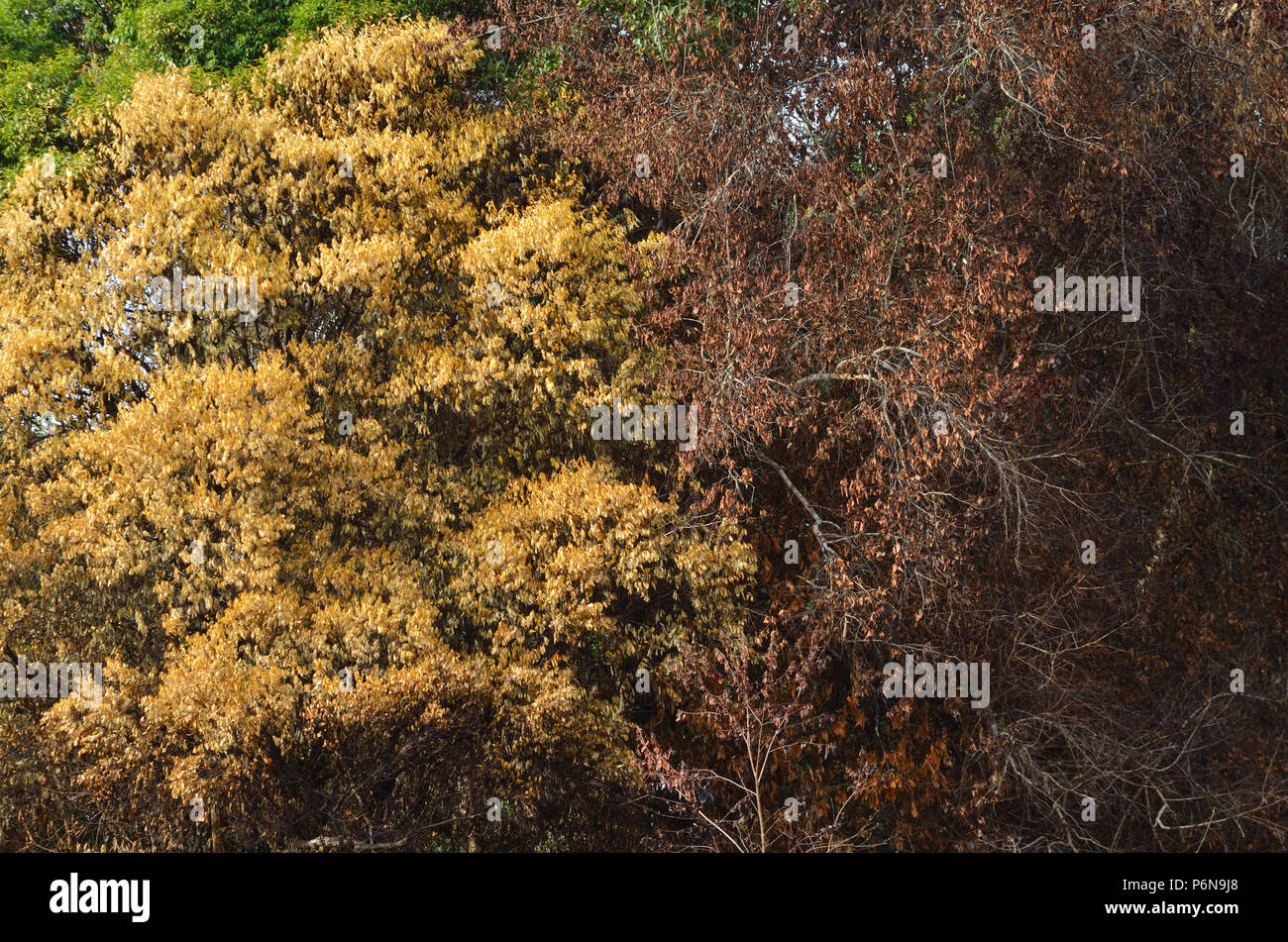 dry tree in tropical forest, Asia in Summer Stock Photo - Alamy