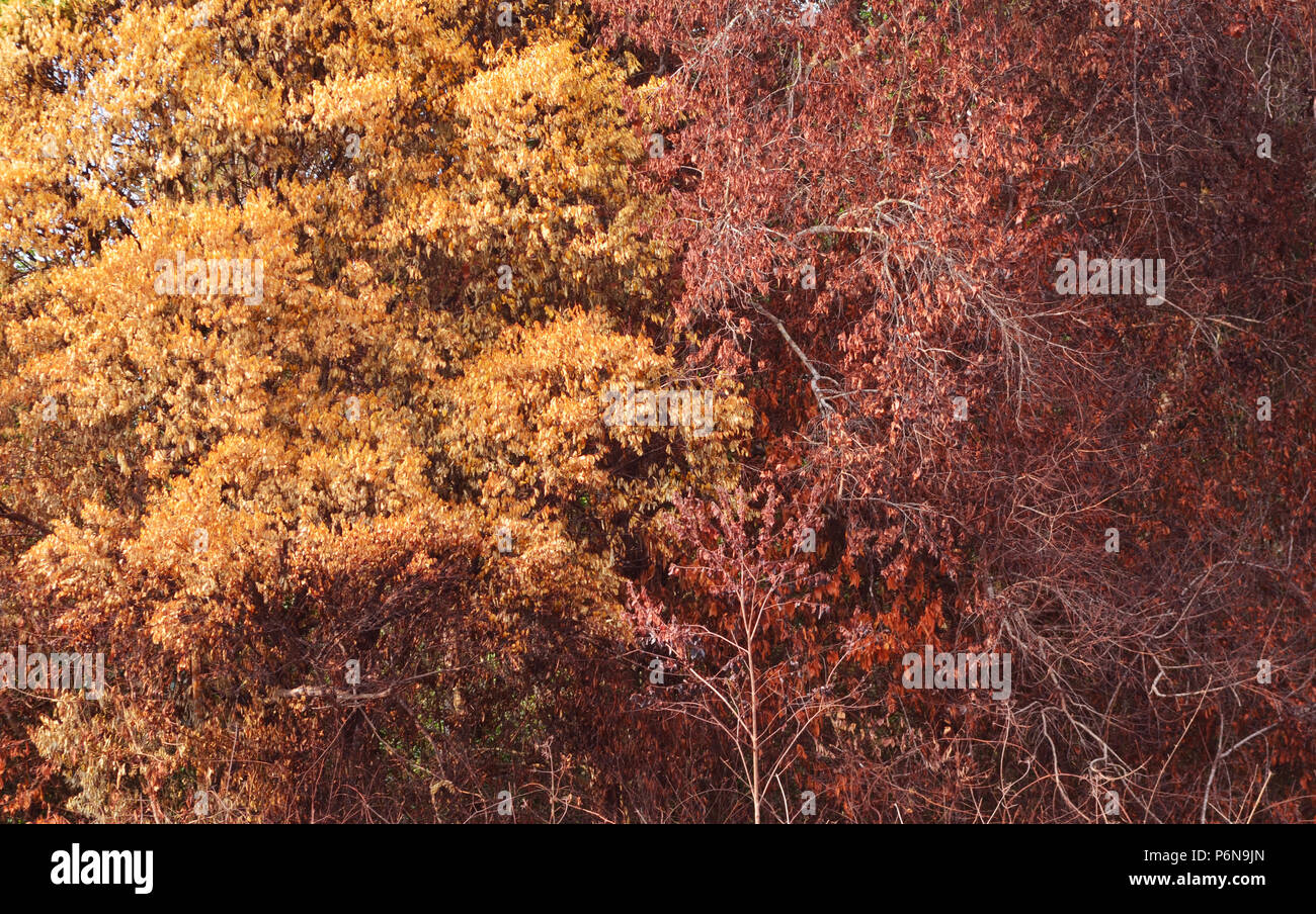 dry tree in tropical forest, Asia in Summer Stock Photo - Alamy