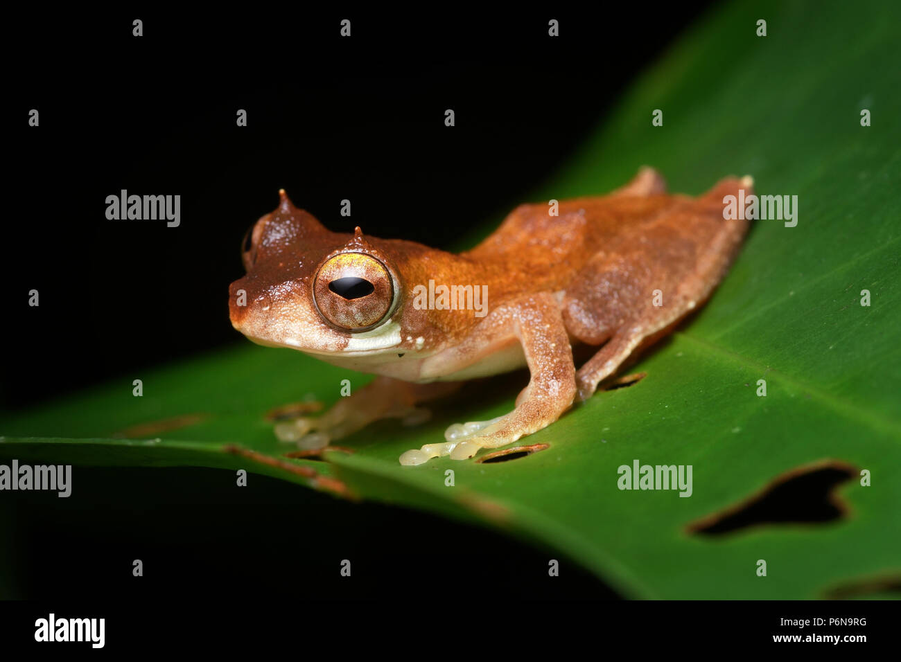 Short-nosed tree frog Rhacophorus gauni Stock Photo - Alamy