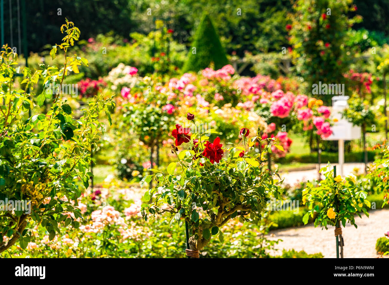 The spectacular Rose Garden within Parc de Bagatelle in Paris, France ...