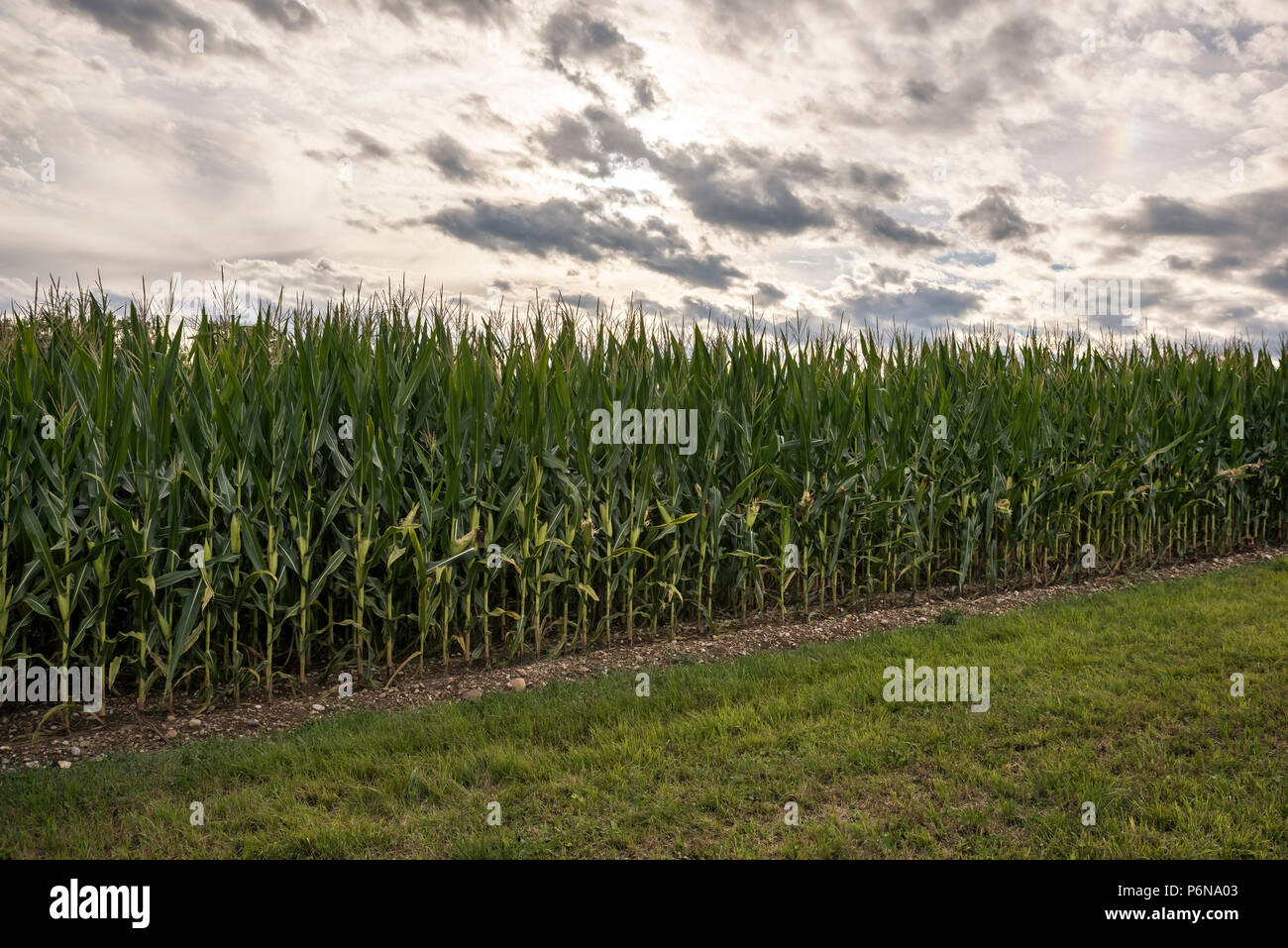 Corn field and Clouds Stock Photo - Alamy