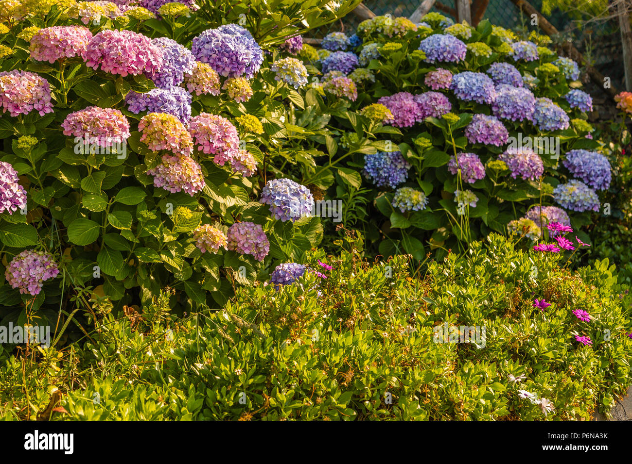 green bush of Hydrangea flowers Stock Photo - Alamy