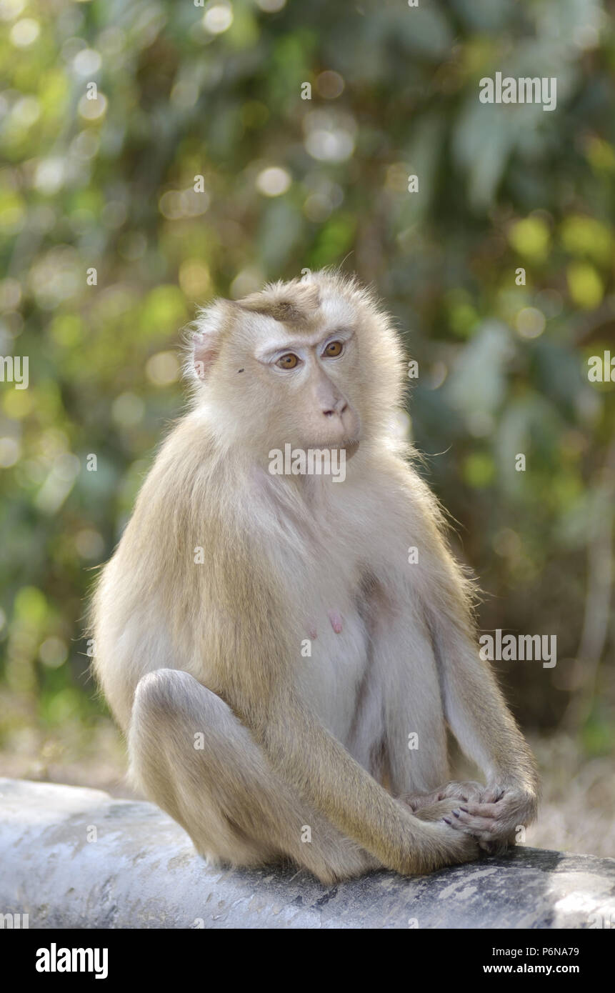 pig tailed macaque Stock Photo - Alamy
