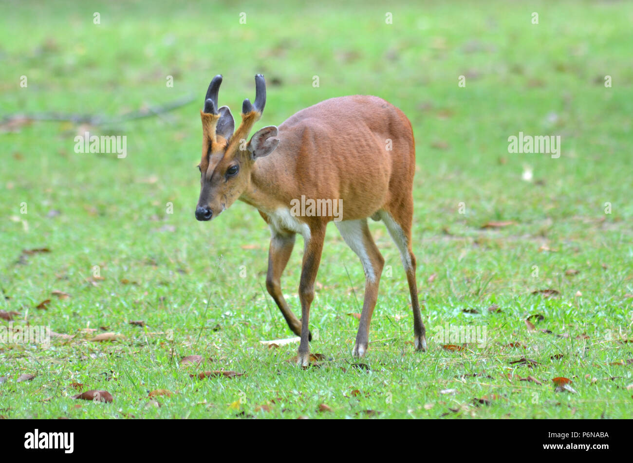 Barking deer in a field of grass Stock Photo - Alamy