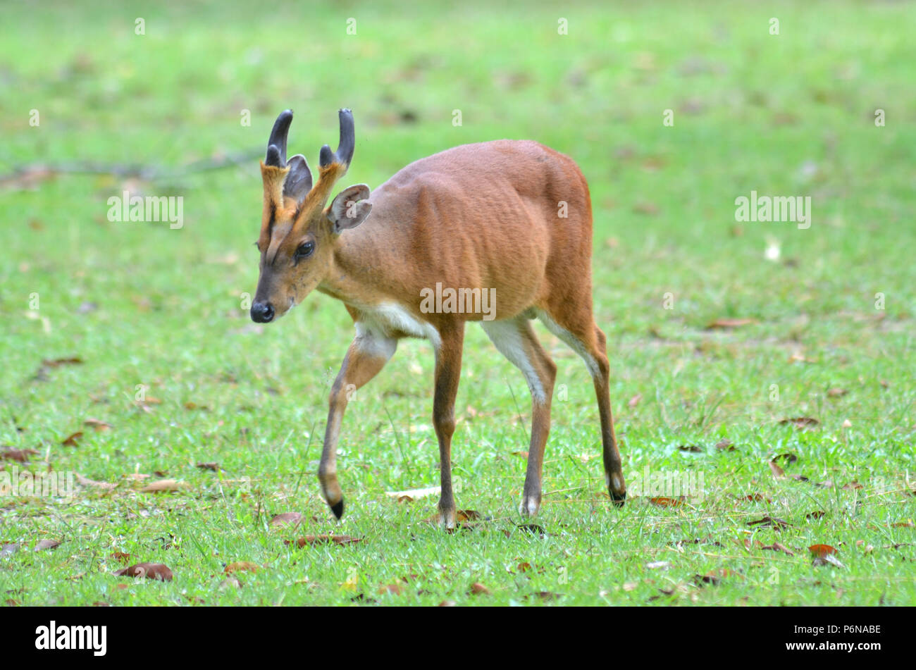 Barking deer tail hi-res stock photography and images - Alamy