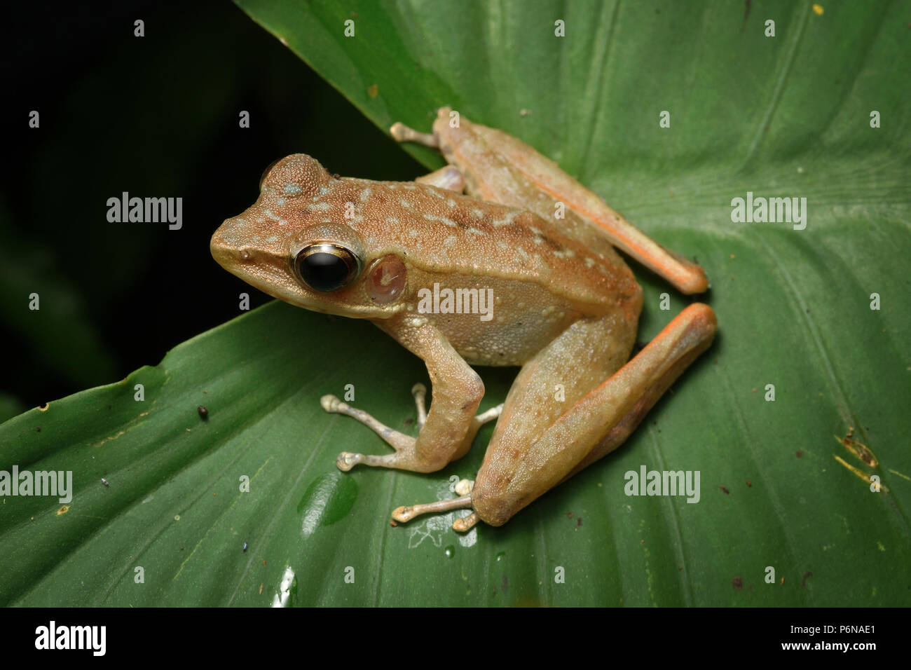Montane torrent frog Meristogenys amoropalamus Stock Photo - Alamy