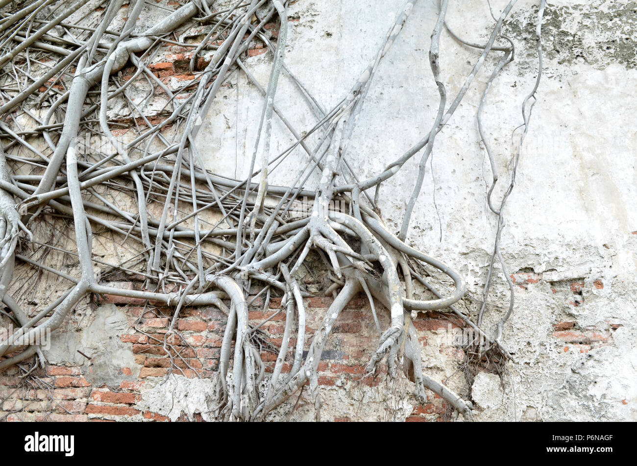 root wood covered brick wall Stock Photo - Alamy