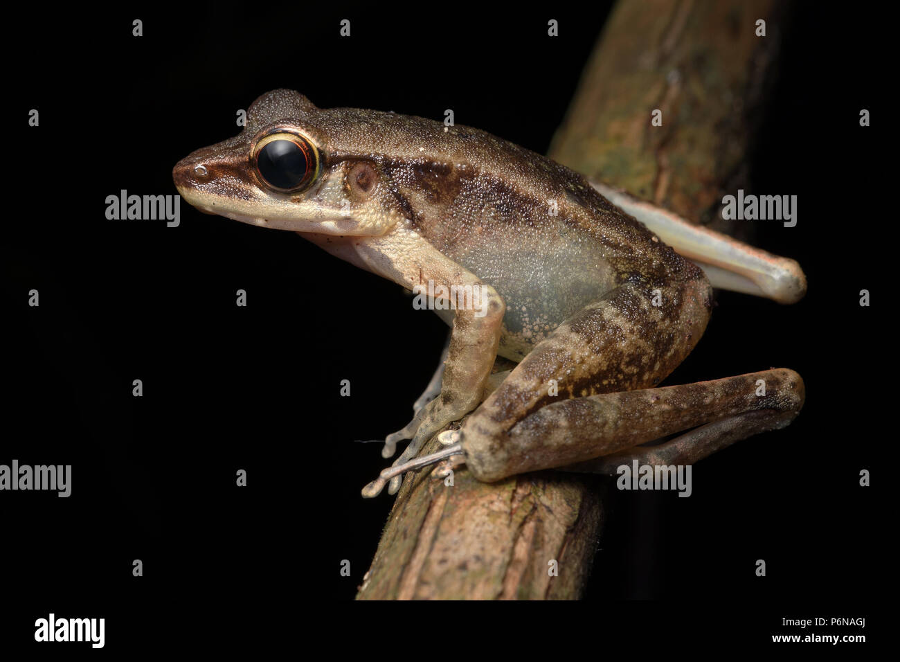 Torrent frog hi-res stock photography and images - Alamy