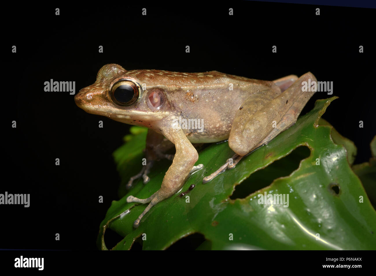 Torrent frog hi-res stock photography and images - Alamy