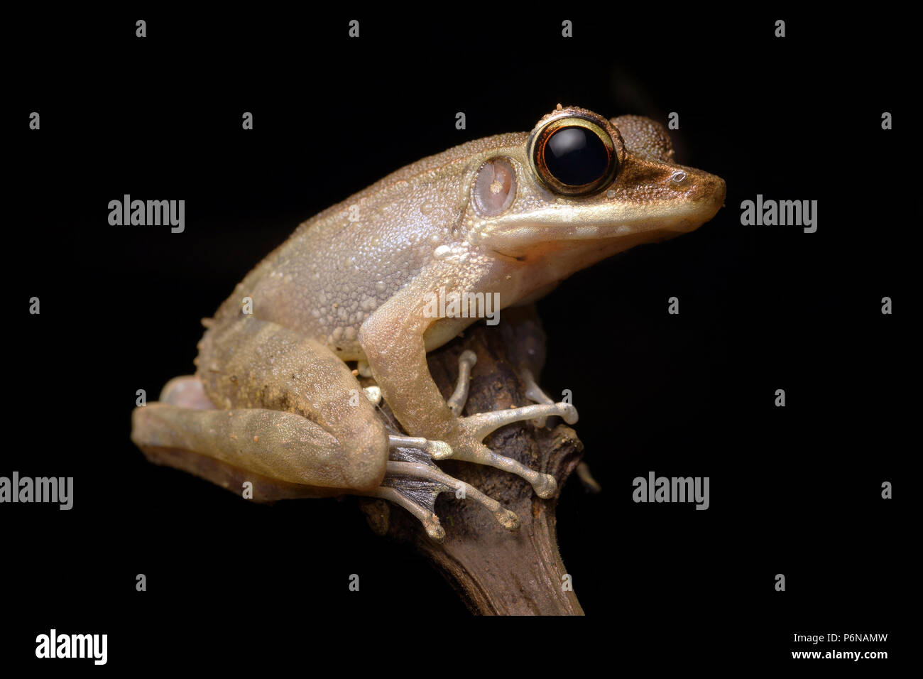 Torrent frog hi-res stock photography and images - Alamy