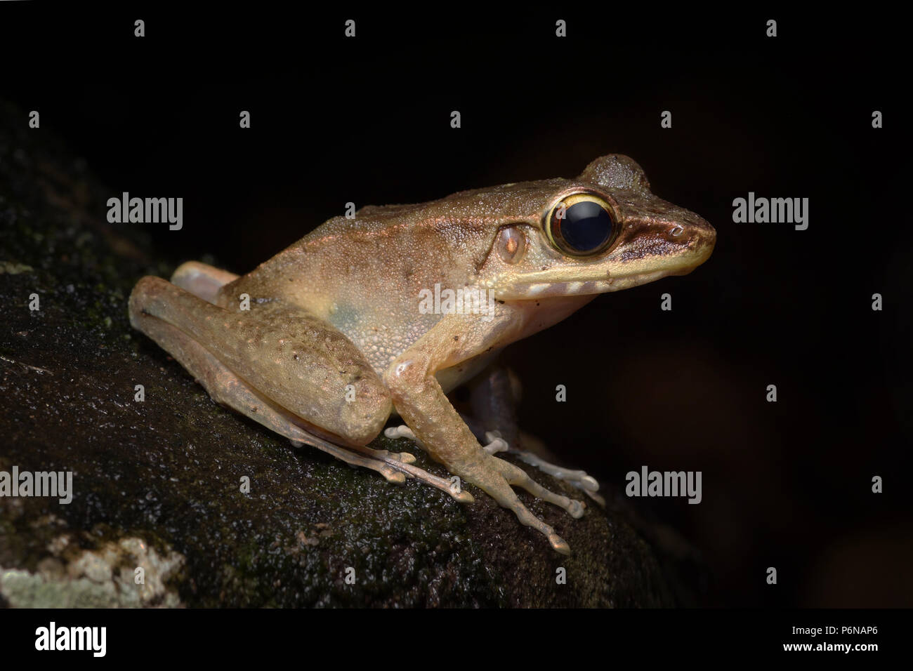 Torrent frog hi-res stock photography and images - Alamy