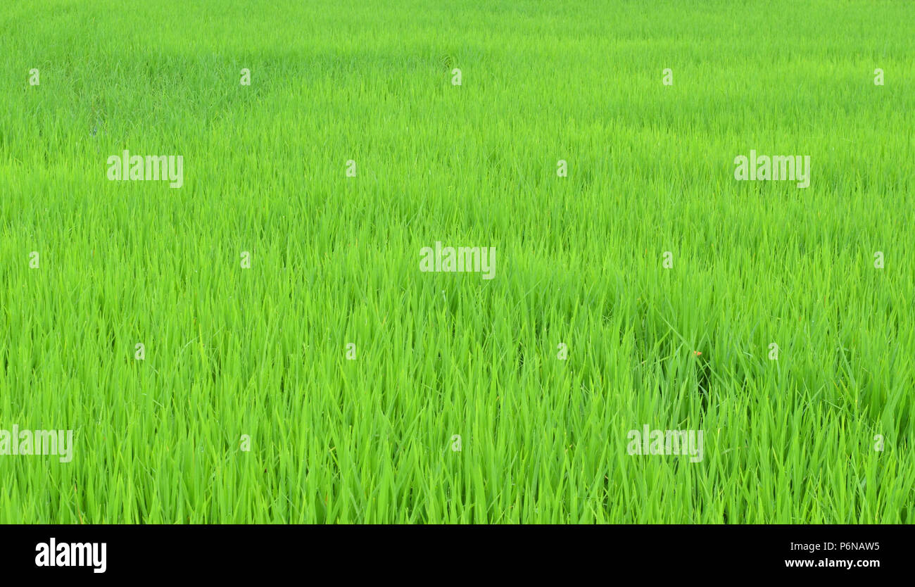 rice field, nature background Stock Photo - Alamy