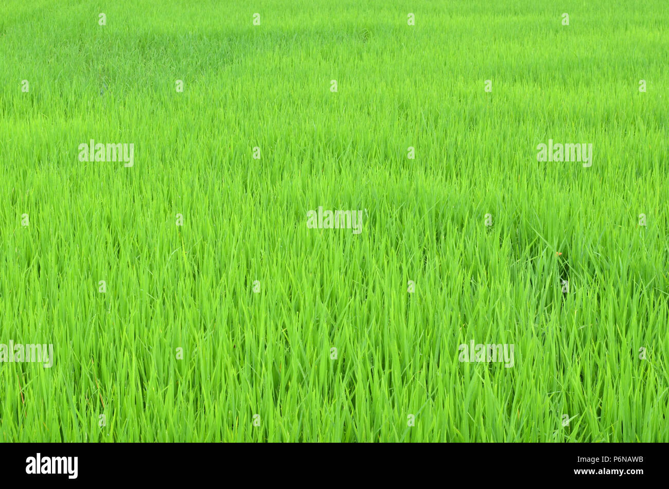 rice field, nature background Stock Photo - Alamy