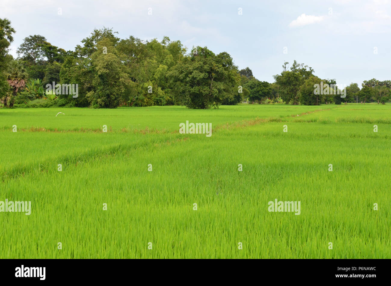 rice field, nature background Stock Photo - Alamy