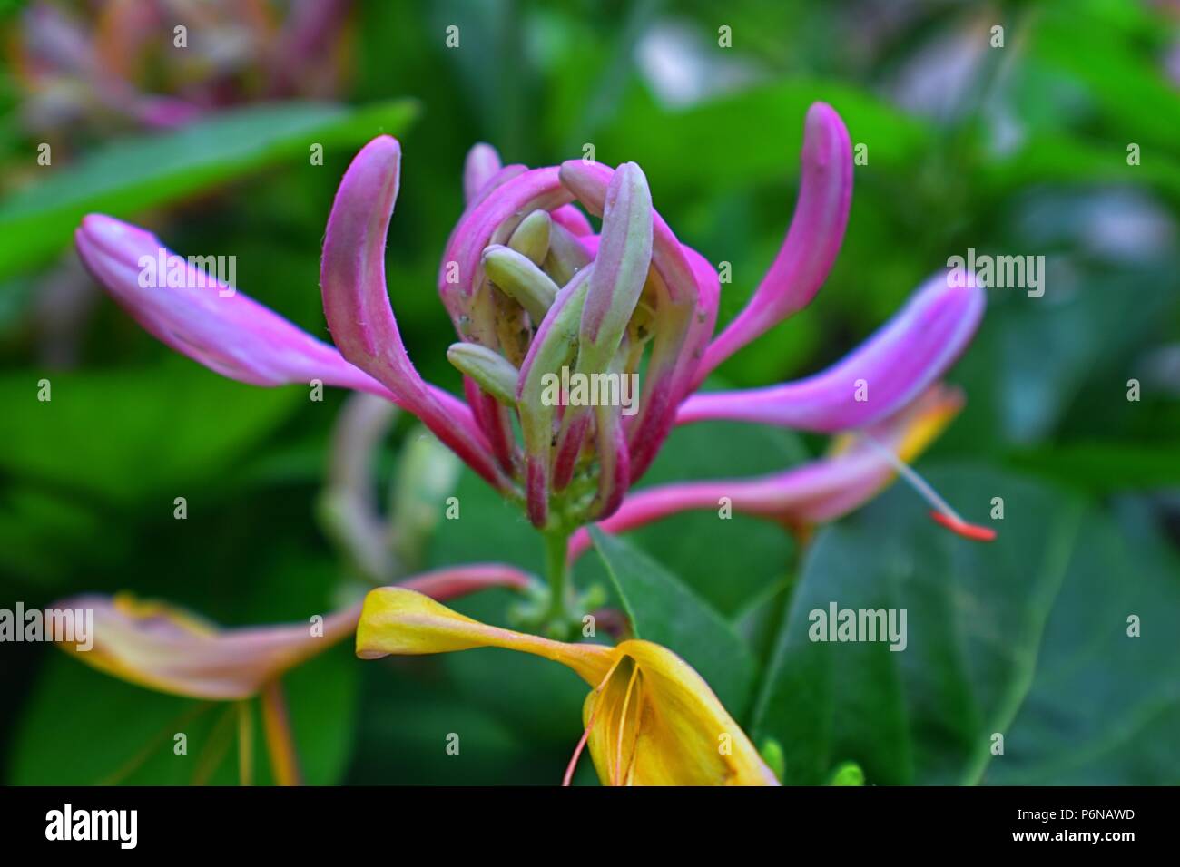 Lonicera caprifolium Macro view (goat-leaf honeysuckle Italian ...