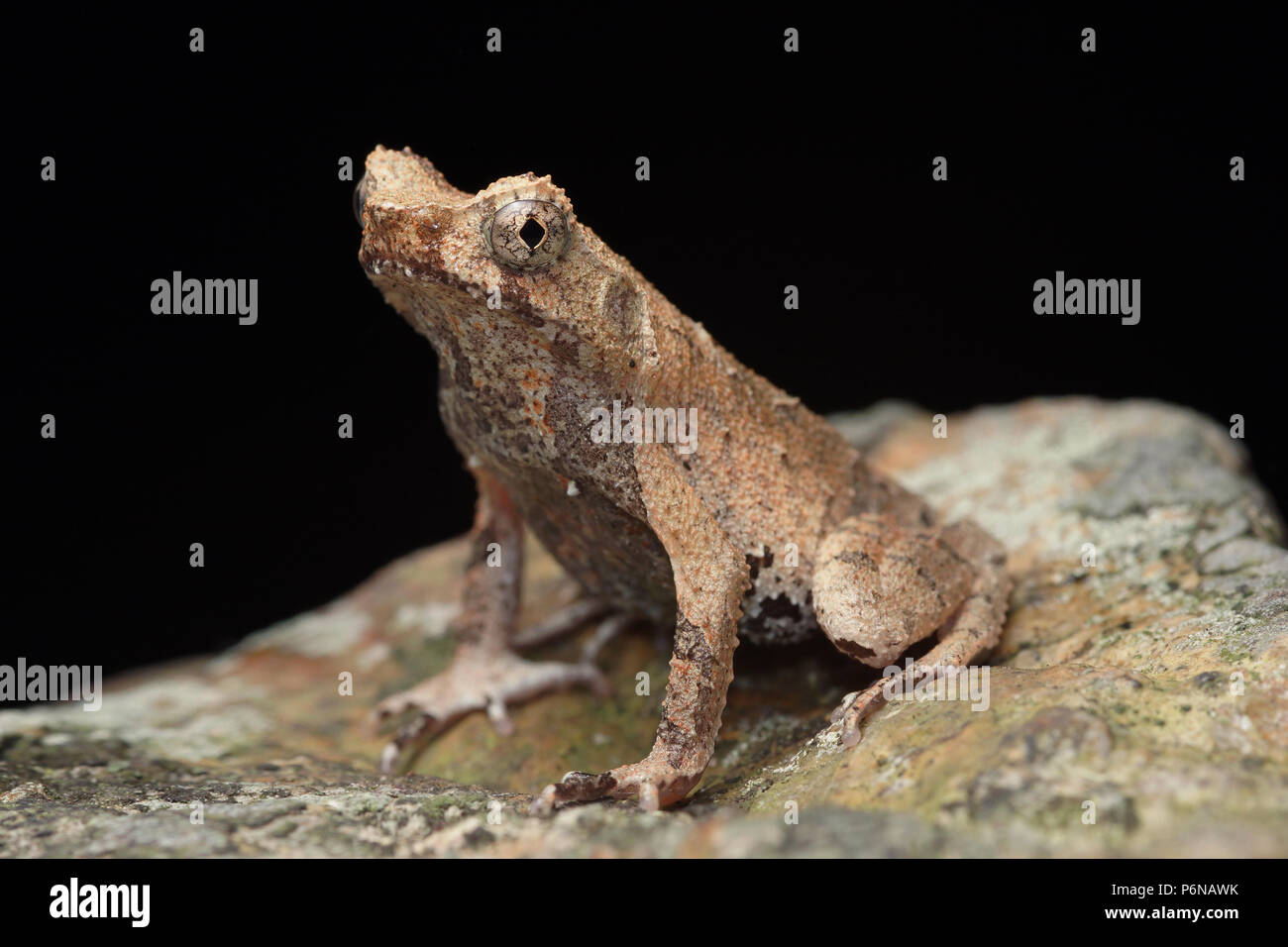 Short legged toad Megophrys brachykolos Stock Photo - Alamy