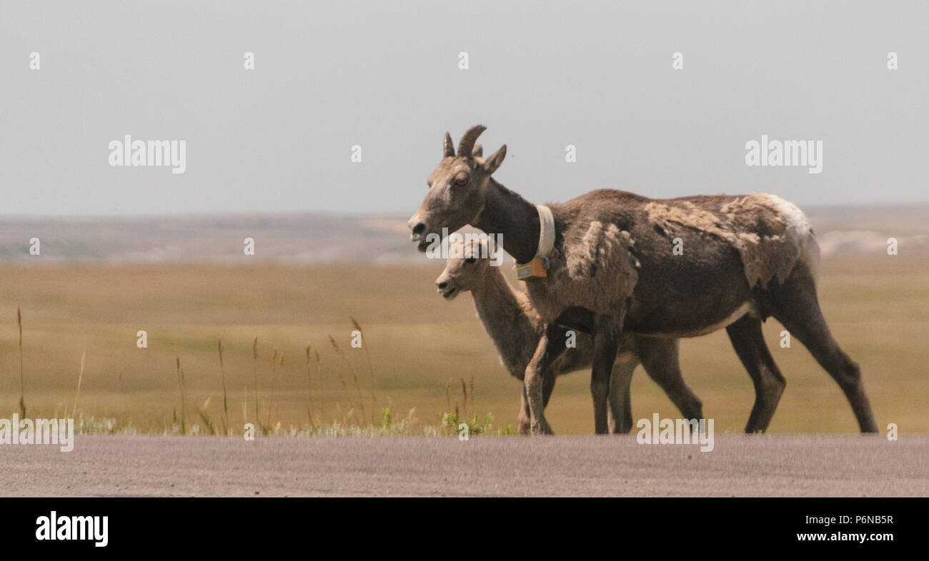 Young desert bighorn ram hi-res stock photography and images - Alamy