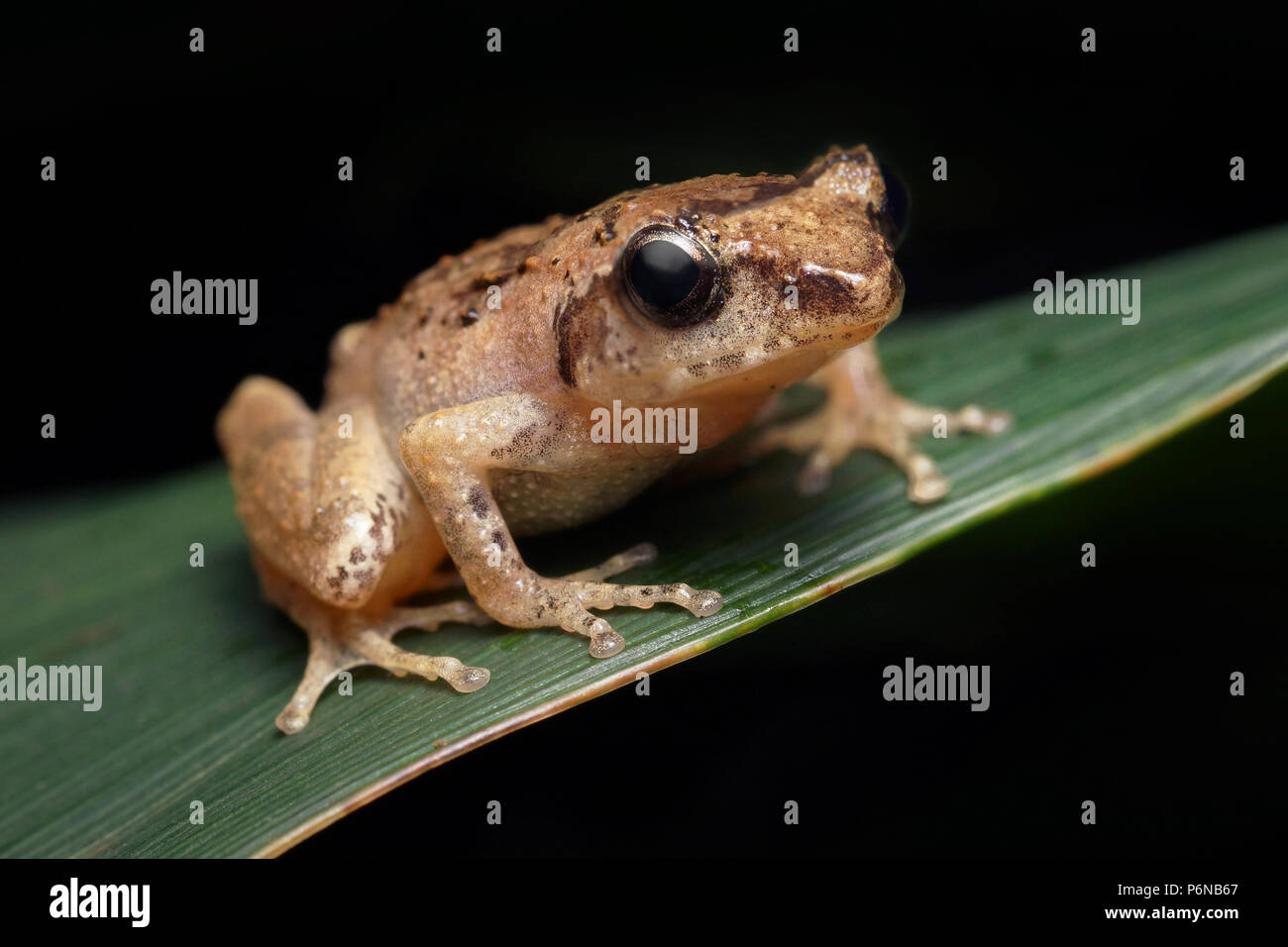 Romer's tree frog Liuixalus romeri Stock Photo - Alamy