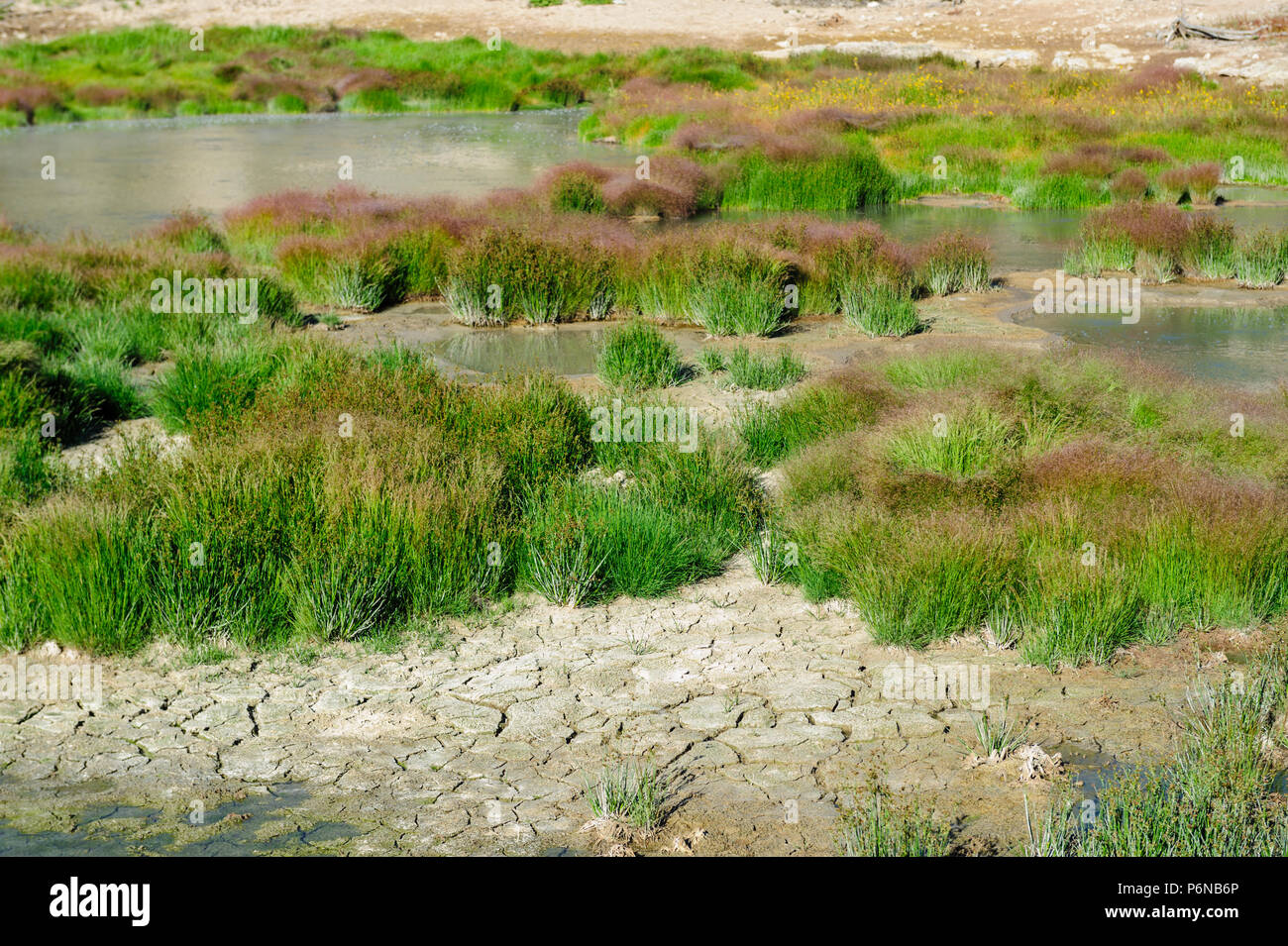Landscape grasses yellowstone national hi-res stock photography and ...