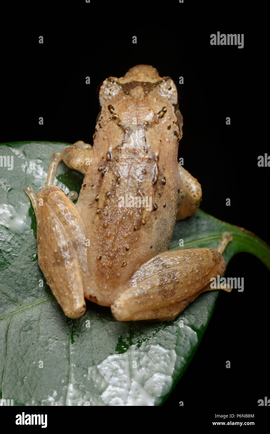 Romers tree frog hi-res stock photography and images - Alamy
