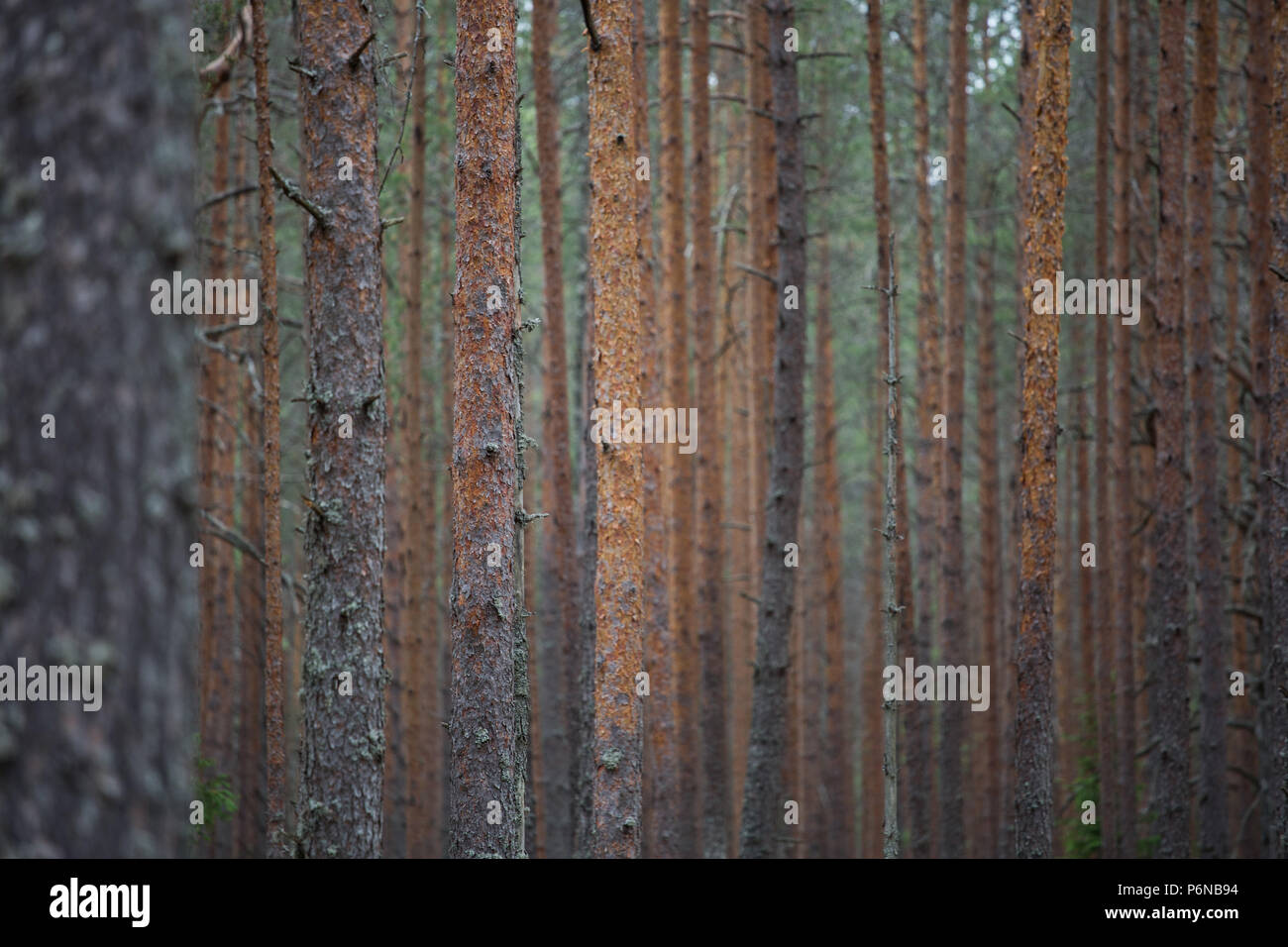 Pine forest background in summer, many tree trunks Stock Photo - Alamy