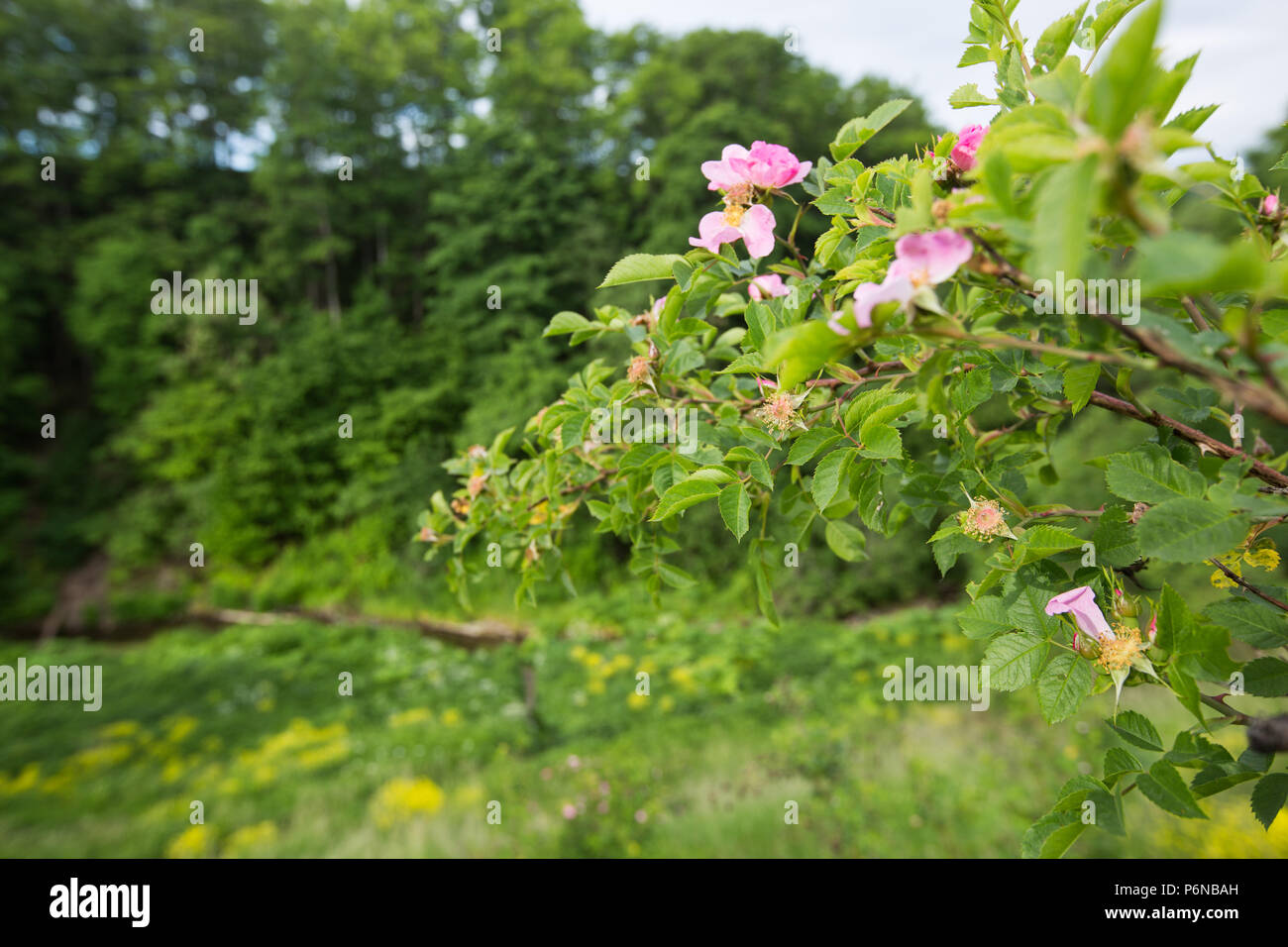 Blooming wild briar flowers of bright pink color on bushes Stock Photo ...