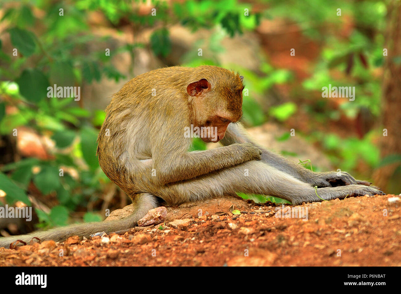 Monkey is sleeping Stock Photo - Alamy
