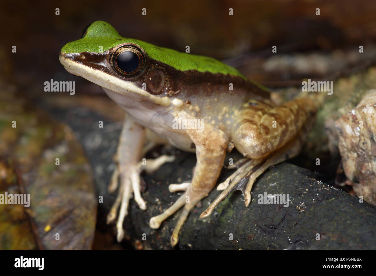Cascade frog hi-res stock photography and images - Alamy