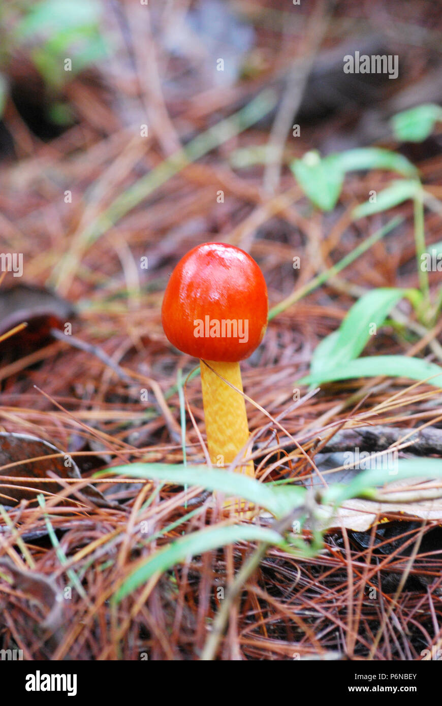 poisonous mushroom in red color Stock Photo - Alamy