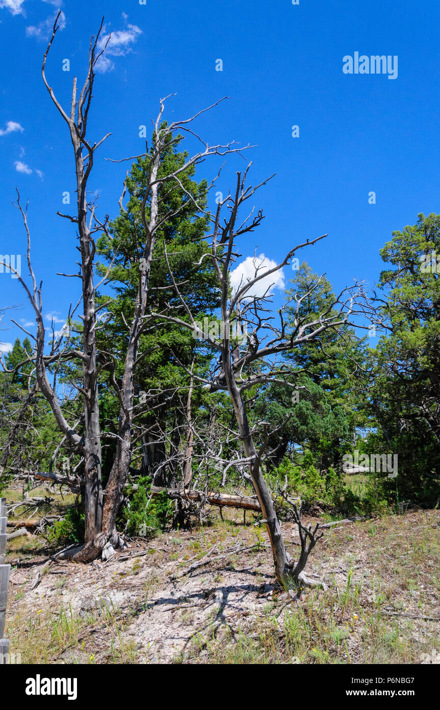 Orange Spring Mound Stock Photo - Alamy